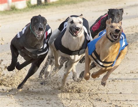 Havana Class Retired Greyhound Star News From The Greyhound Industry