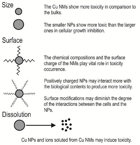Schematic Overview Of Relevant Cu NMs Features Regulated By Their Download Scientific Diagram