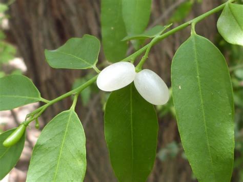 Ancoche Vallesia Glabra