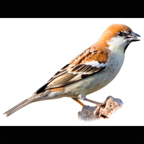 Russet Sparrow Passer Cinnamomeus Identification Birda