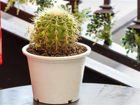 Cedar Tree Root System Are Cedar Tree Roots Invasive LeafyJournal