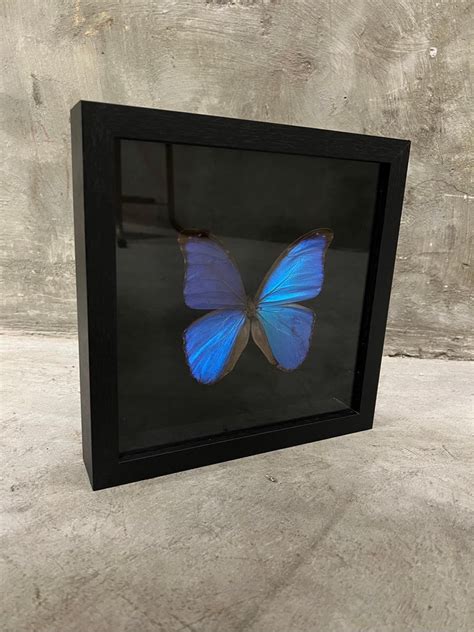 Morpho Buttefly In Black Frame For Sale At 1stdibs