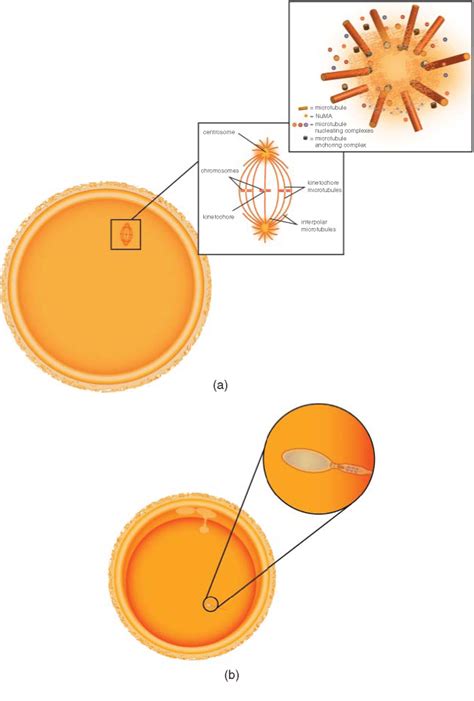 The Role Of The Cytoskeleton In Oocyte Maturation