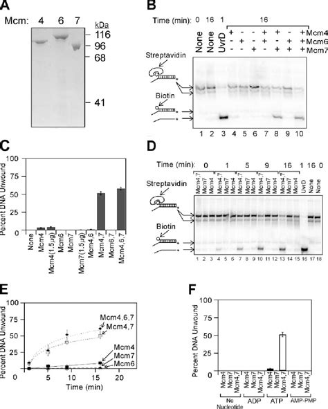 Figure 1 From Mcm Subunits Can Assemble Into Two Different Active Unwinding Complexes