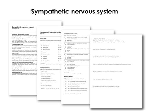 Sympathetic Nervous System Made By Teachers