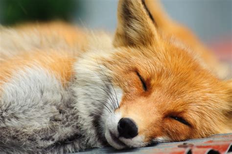 All The 23 Different Types Of Foxes Classification And Pics