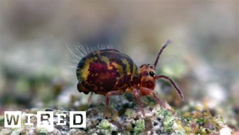 Behold The Super Weird Face To Face Sex Of The Springtail YouTube