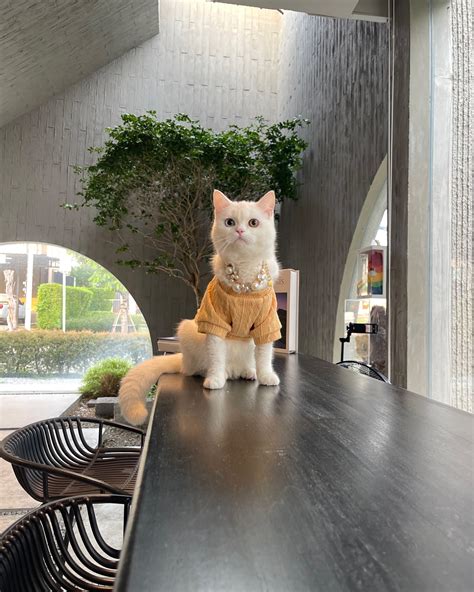 Silver Meow Meow Bebestorier • Instagram Photos And Videos
