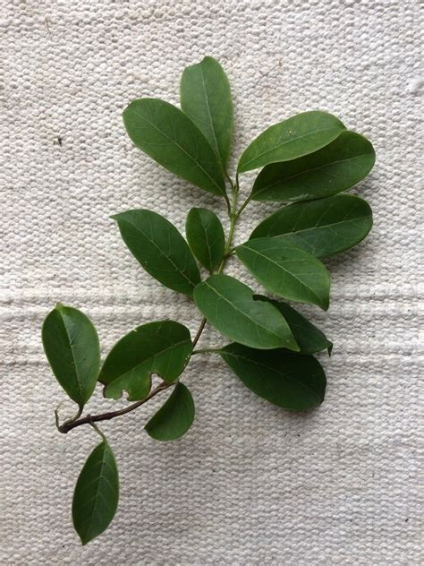 How To Propagate Urceola Rosea Propagate One