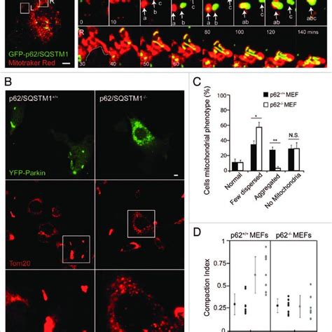 Mitochondrial Aggregation Requires The Pb1 Domain But Not The Lir Download Scientific Diagram