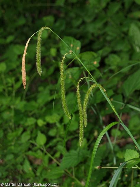 Carex Pendula • Floraveg Eu