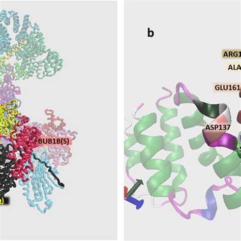 A In The Anaphase Promoting Complex Tyr162 The Residue Of Bub1b Is Download Scientific