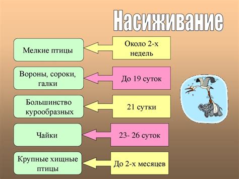Развитие и размножение птиц Годовой жизненный цикл Сезонные явления презентация онлайн