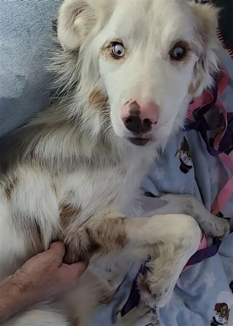 Dog for adoption - Riley (TN), an Australian Shepherd Mix in New York, NY | Petfinder
