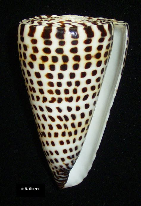 Conus Litteratus Malacology