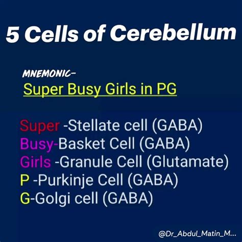 5 Cells Of Cerebellum Mnemonic Super Busy Girls In Pg
