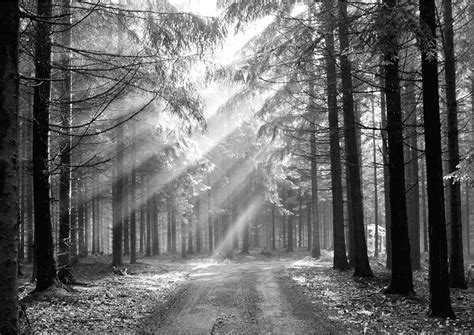 Black And White Forest