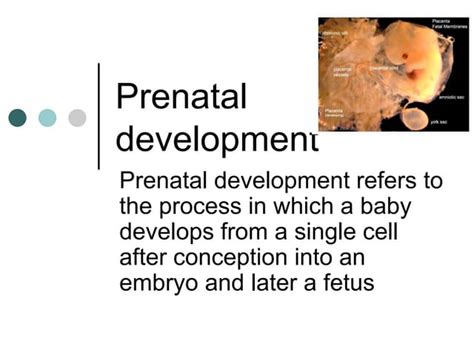Ppt On Embryological And Fetal Development Pptx