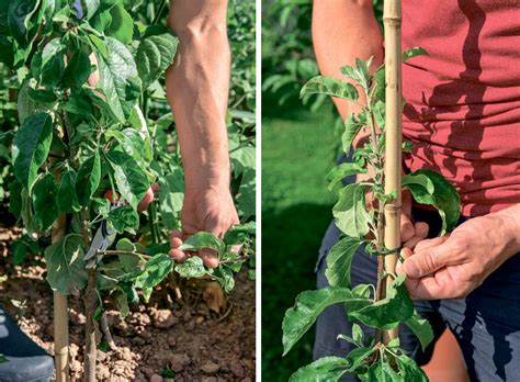 apple tree grafting how to do oculation in autumn