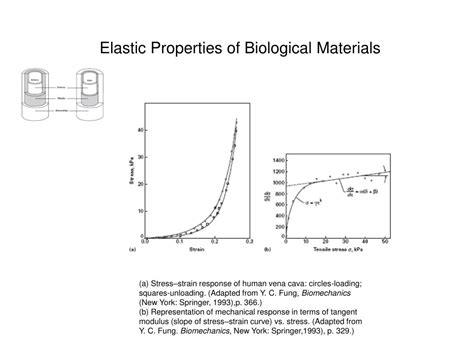 Ppt Chapter 2 Elasticity And Plasticity Powerpoint Presentation Free Download Id 350667