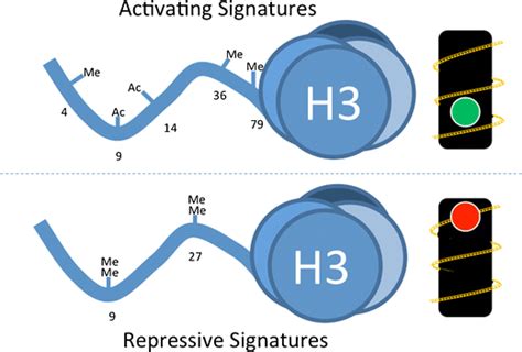 The Histone Code The Specific Site Type Extent And Diversity Of Download Scientific Diagram