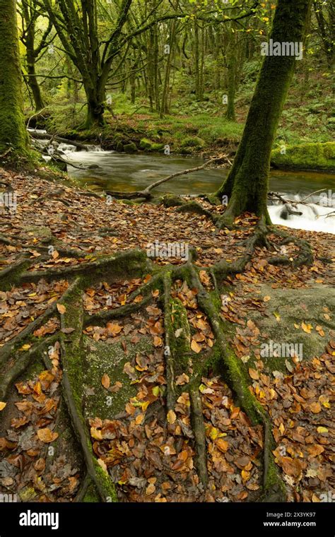 Beech Tree Fagus Sylvatica Pattern Of Roots And Fallen Autumn Leaves
