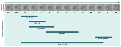 Human Embryos With Segmental Aneuploidies Display Delayed Early Development A Multicenter