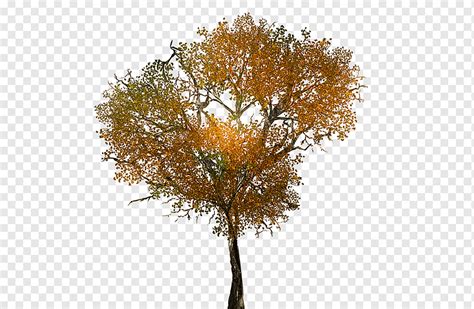 Tree Texture Png