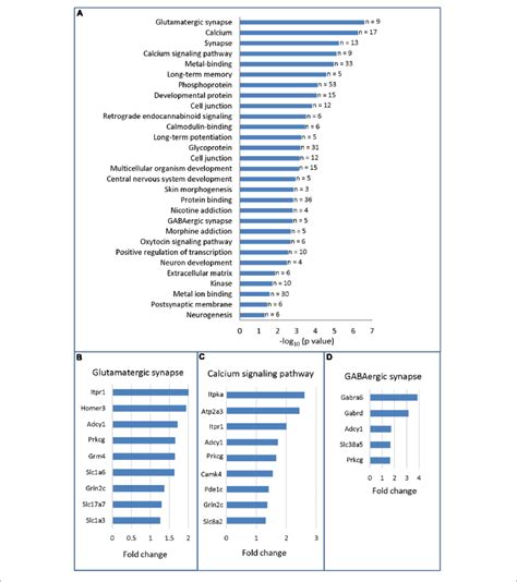 Gene Ontology Analysis David 67 Of Rna Sequencing Data From P21