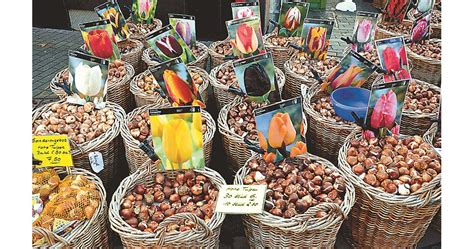 Да си помечтаем за пролетни цветя Български Фермер