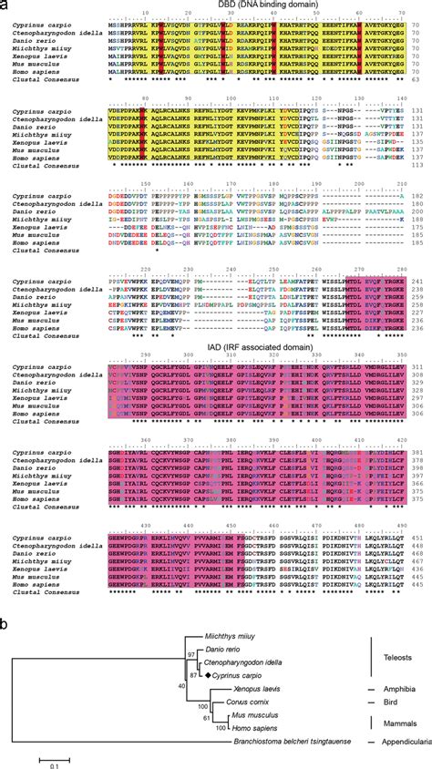 Multiple Alignments A And Phylogenetic Analysis B Of Irf6 Protein