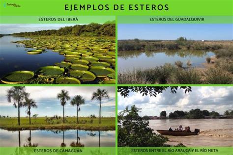 What Is A Estuary Evidence Network