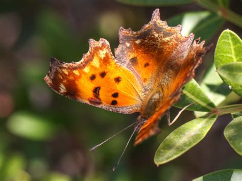 Polygonia Egea ¦ Southern Comma ¦ Eurobutterflies