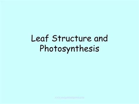 Ppt Leaf Structure And Photosynthesis Powerpoint Presentation Free Download Id 701716