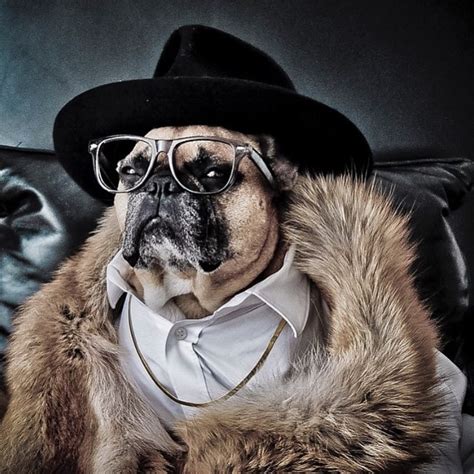 Well Dressed Dogs: 22 Photos Of Fashionable Dogs Stepping Out In Style ...