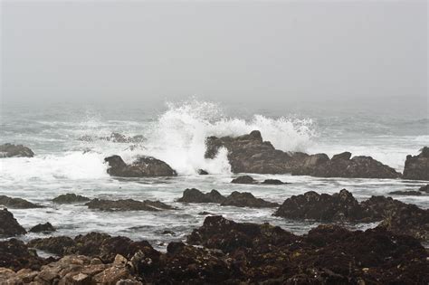 Montereysf 16 Lilleopard Flickr