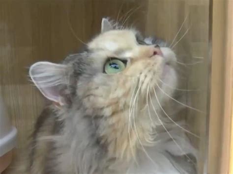 小猫小狗也要美美过节 春节前宠物“洗剪吹”需求大增