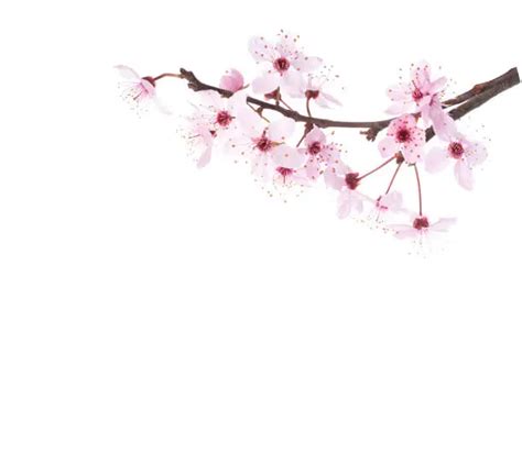 Cherry Blossom 사진 Unsplash에서 무료 이미지 다운로드