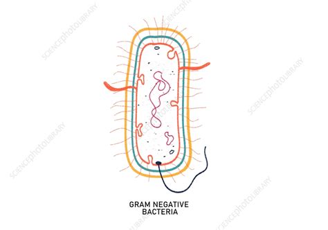 Gram Negative Bacterium Illustration Stock Image F043 0130 Science Photo Library