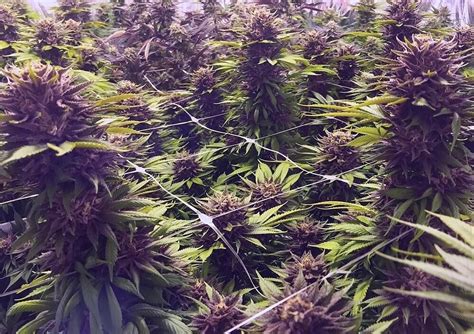 Raspberry Boogie S1 Mosca Seeds