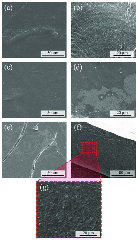 SEM Images Of The Surfaces Left Column And Cross Sections Right Download Scientific Diagram