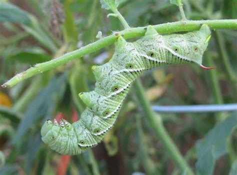 Manduca Sexta Bioquipbugs