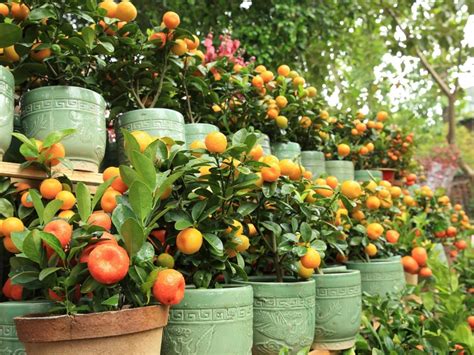 Back To Basics With Trees In Pots Atlantic Fertilisers