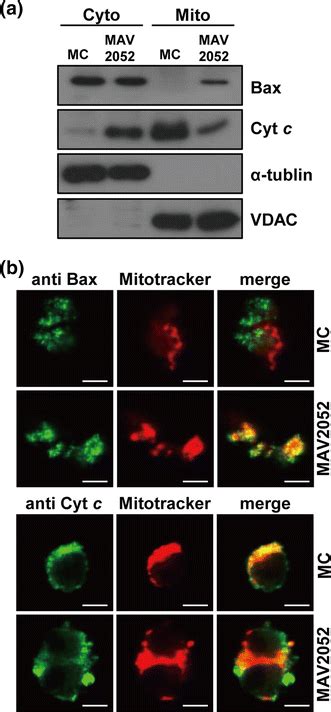 Bax Translocation And Cytochrome C Release By Mav2052 Treatment In Download Scientific Diagram