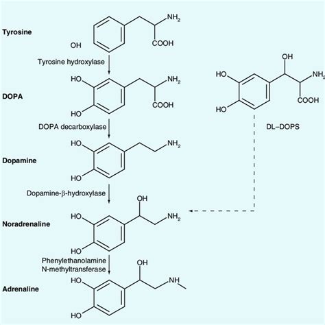 Consensus Criteria For The Diagnosis Of Msa Modified According To Download Scientific Diagram