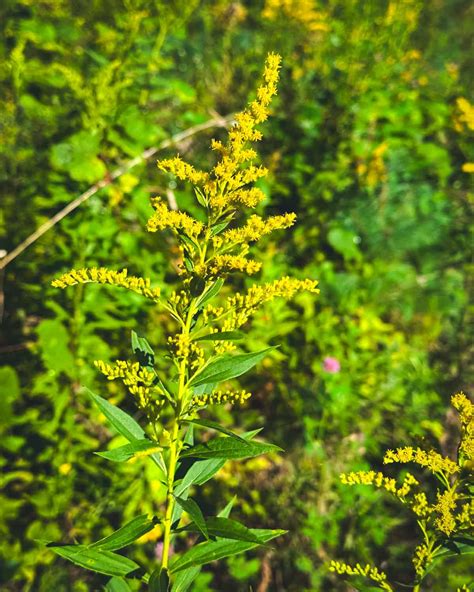 Goldenrod Plant Benefits