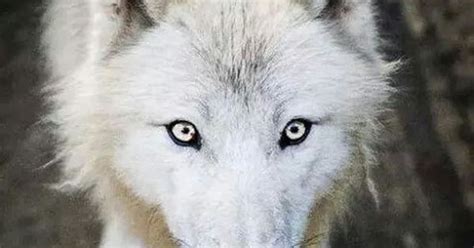 Twinkle Is A Beautiful Fluffy White And Tan She Wolf With Silver Eyes