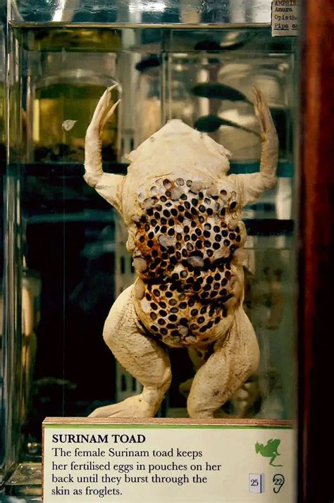 What An Amazing Birth Story For The Surinam Toad Natures Living