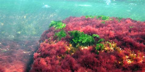 Red Algae The Baltic Sea