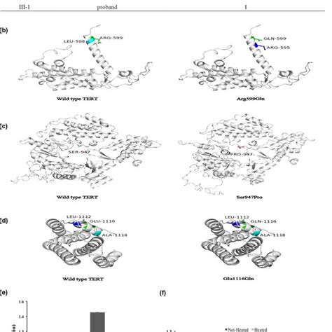 The Function Of Tert Mutations A Relative Telomere Length Of The Dc